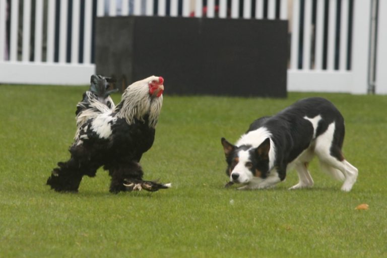What's On - White Horse Country Show - Oxfordshire